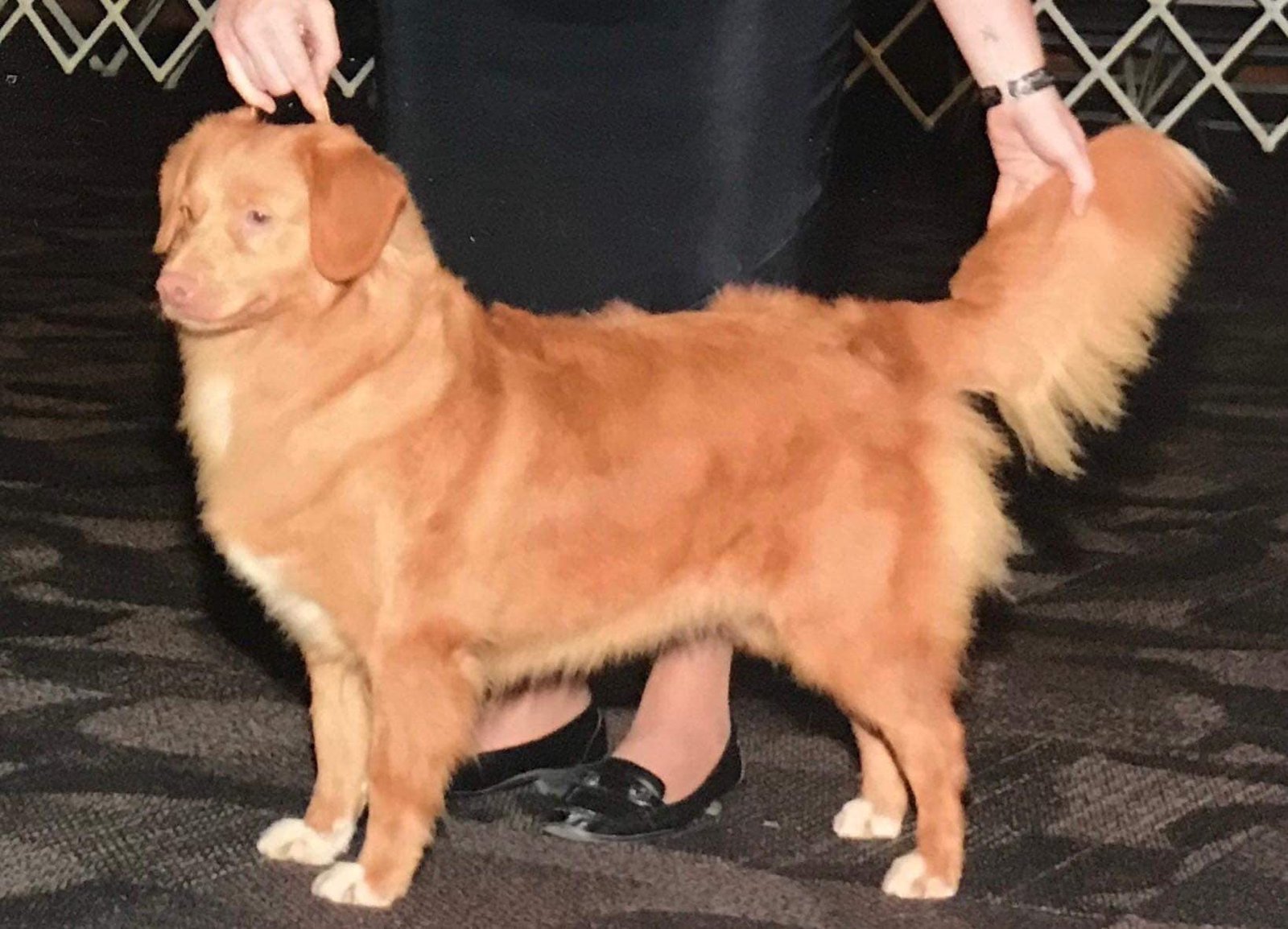 About Tollers – Toller Rescue Inc.