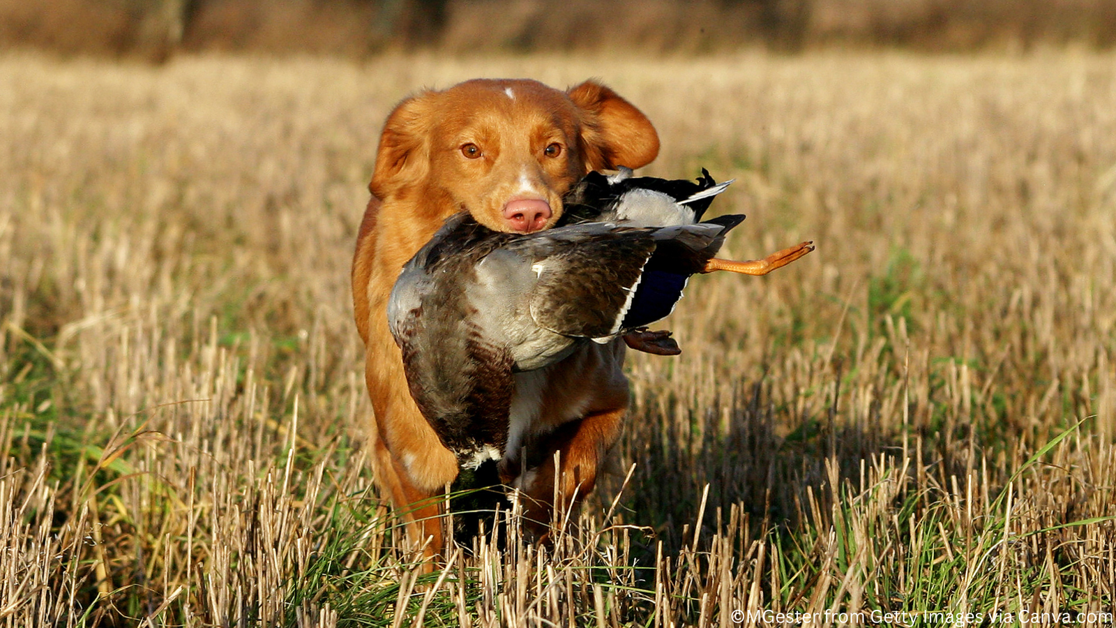 About Tollers – Toller Rescue Inc.