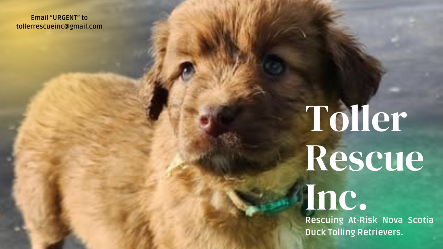 Toller Rescue Inc.